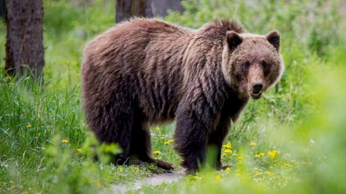 World's Top 10 Most Powerful Animals and Their Incredible Strength ...