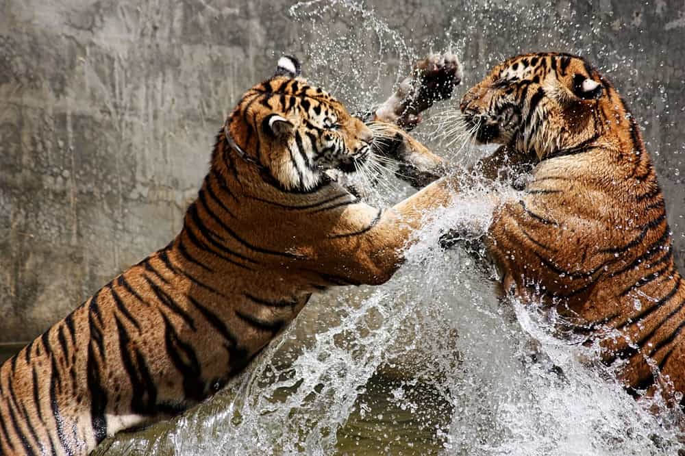 World's Top 10 Most Powerful Animals and Their Incredible Strength ...